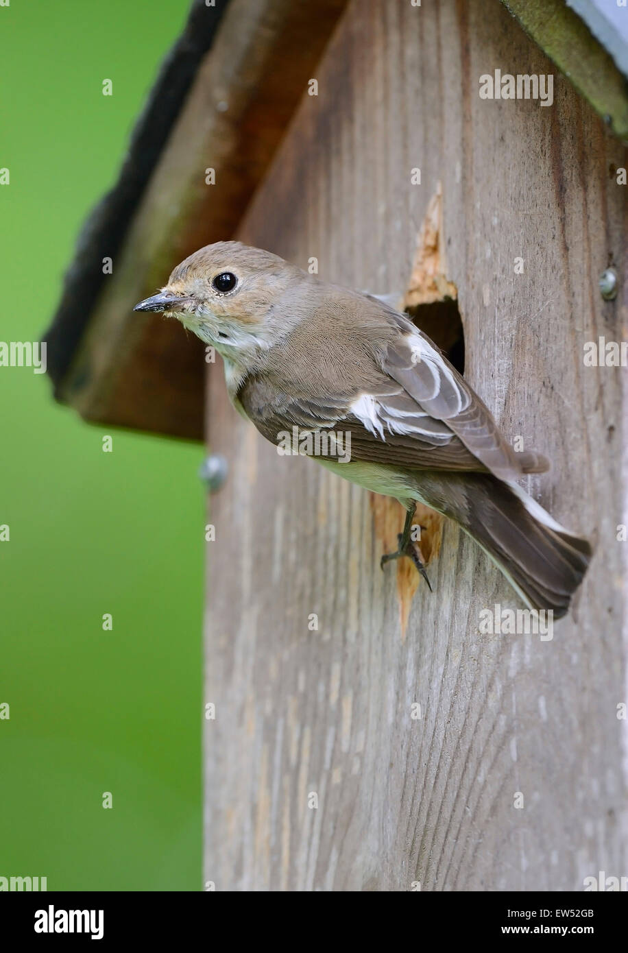 Pied flycatcher nesting hi-res stock photography and images - Alamy