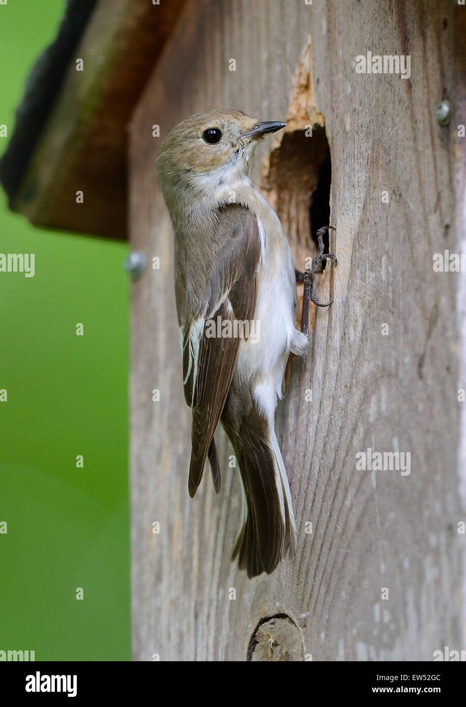 Pied flycatcher nesting hi-res stock photography and images - Alamy