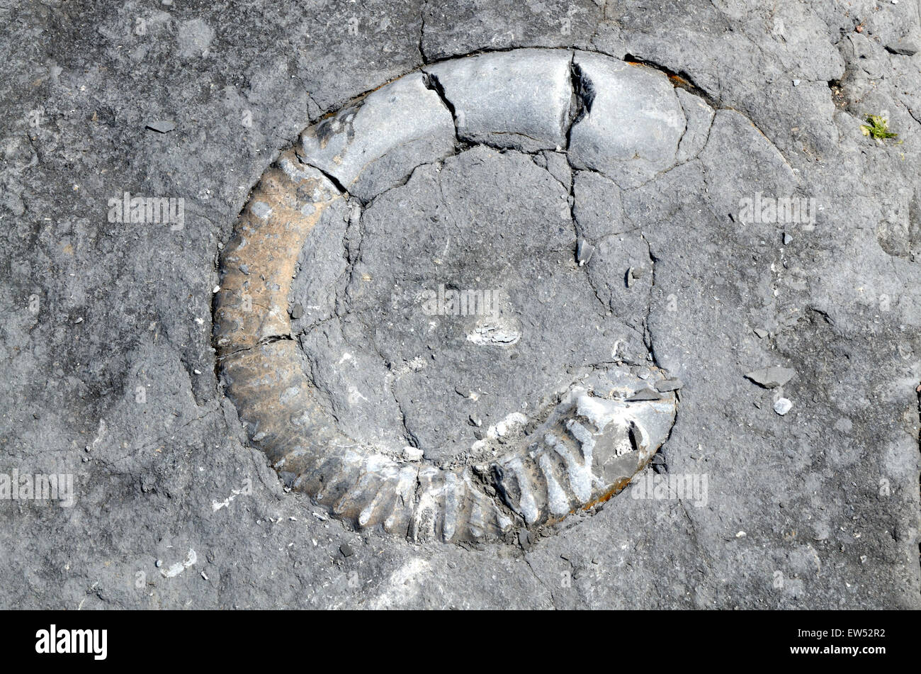 Fossils embedded in rocks Lilstock Beach KIlve Somerset England Stock ...