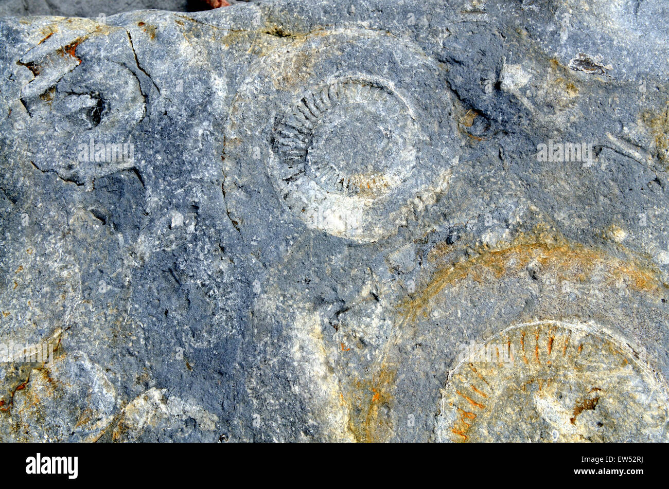 Fossiles hi-res stock photography and images - Alamy