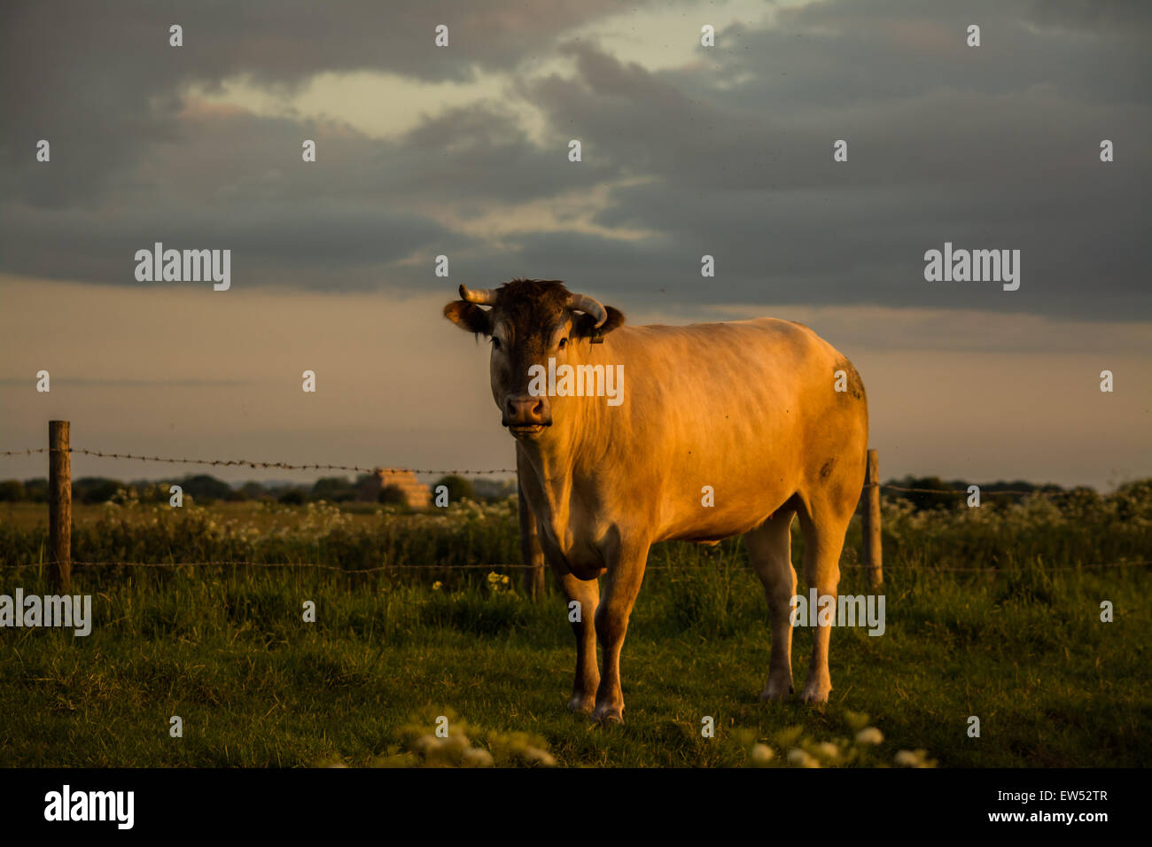 Golden cow hi-res stock photography and images - Alamy
