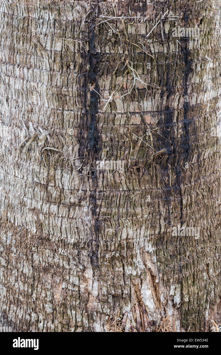 Tree Bark Texture Background Stock Photo - Alamy