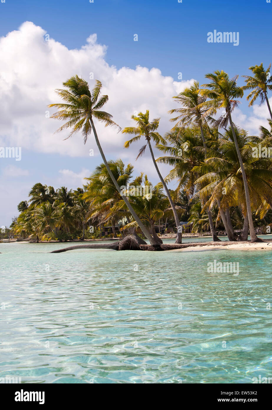Tropical island with palm trees hi-res stock photography and images - Alamy