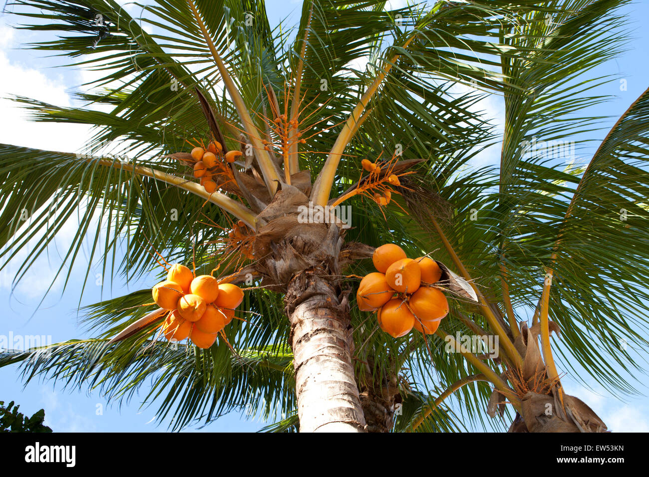 Coconuts on a palm tree Stock Photo - Alamy