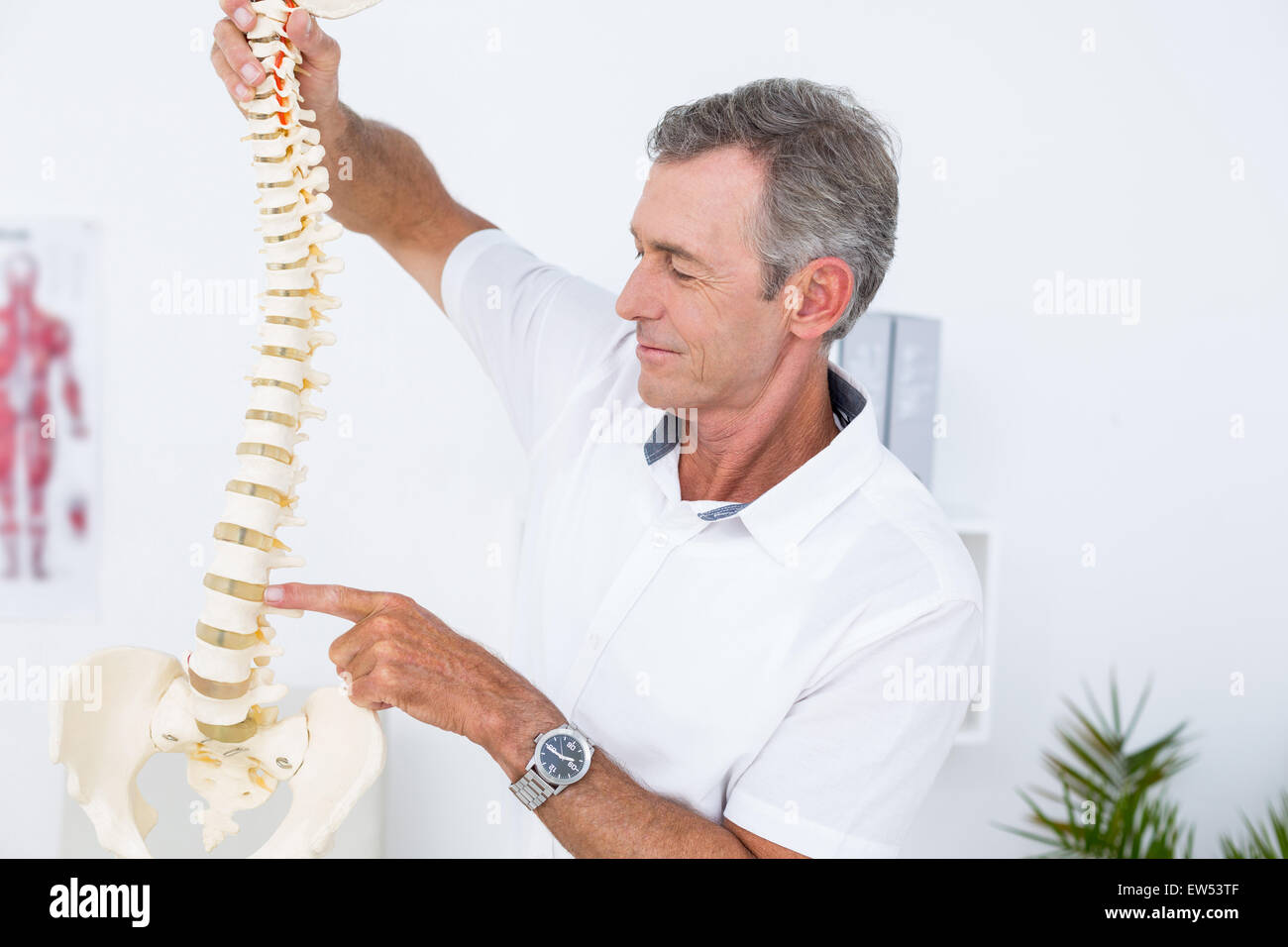 Doctor showing anatomical spine Stock Photo - Alamy