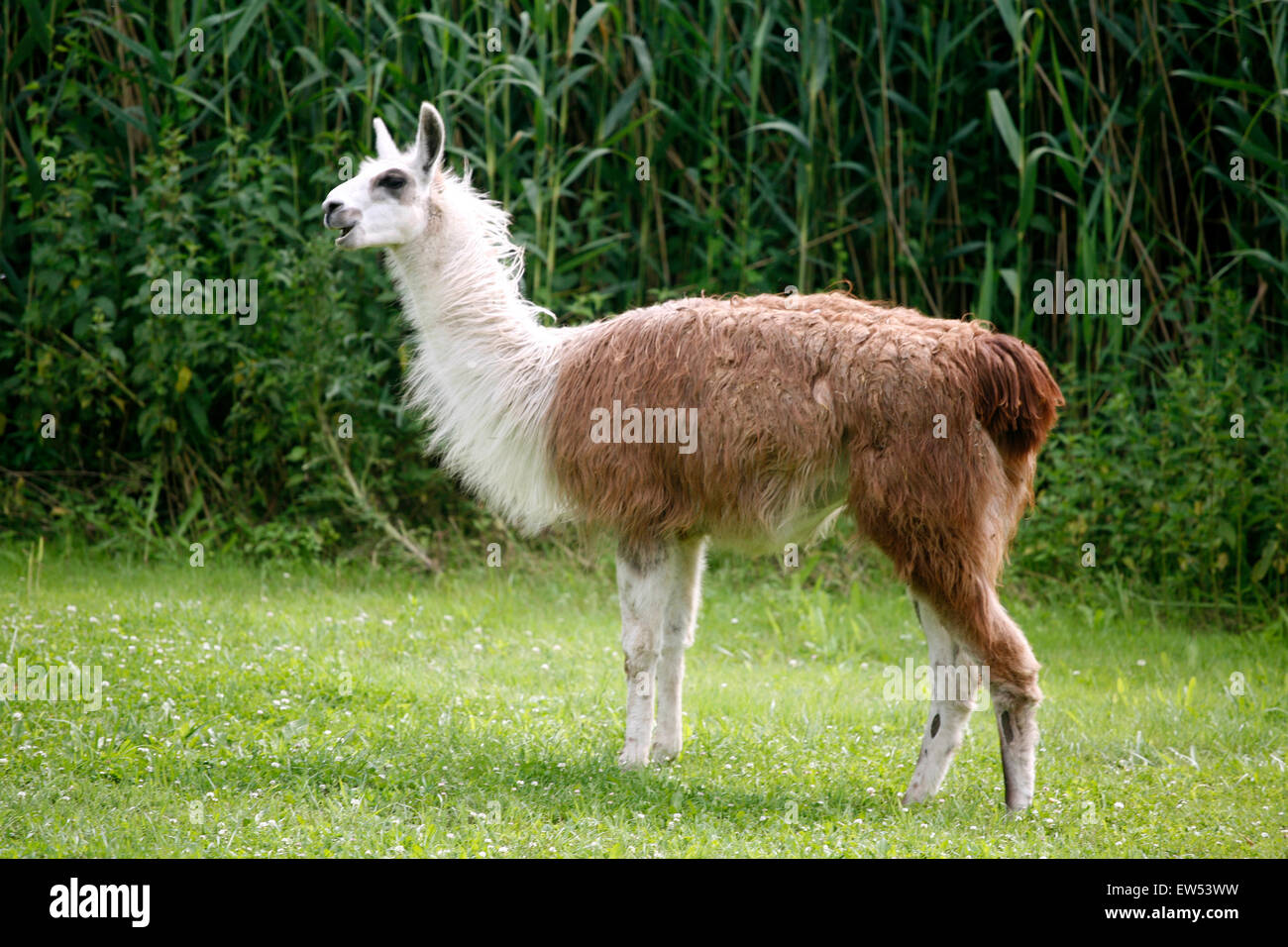 Side view portrait of a young llama Stock Photo - Alamy
