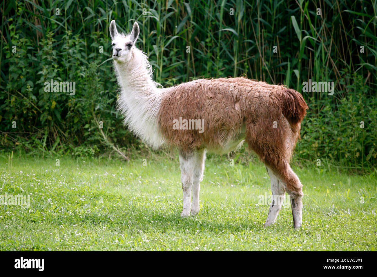 Side view portrait of a young llama Stock Photo - Alamy