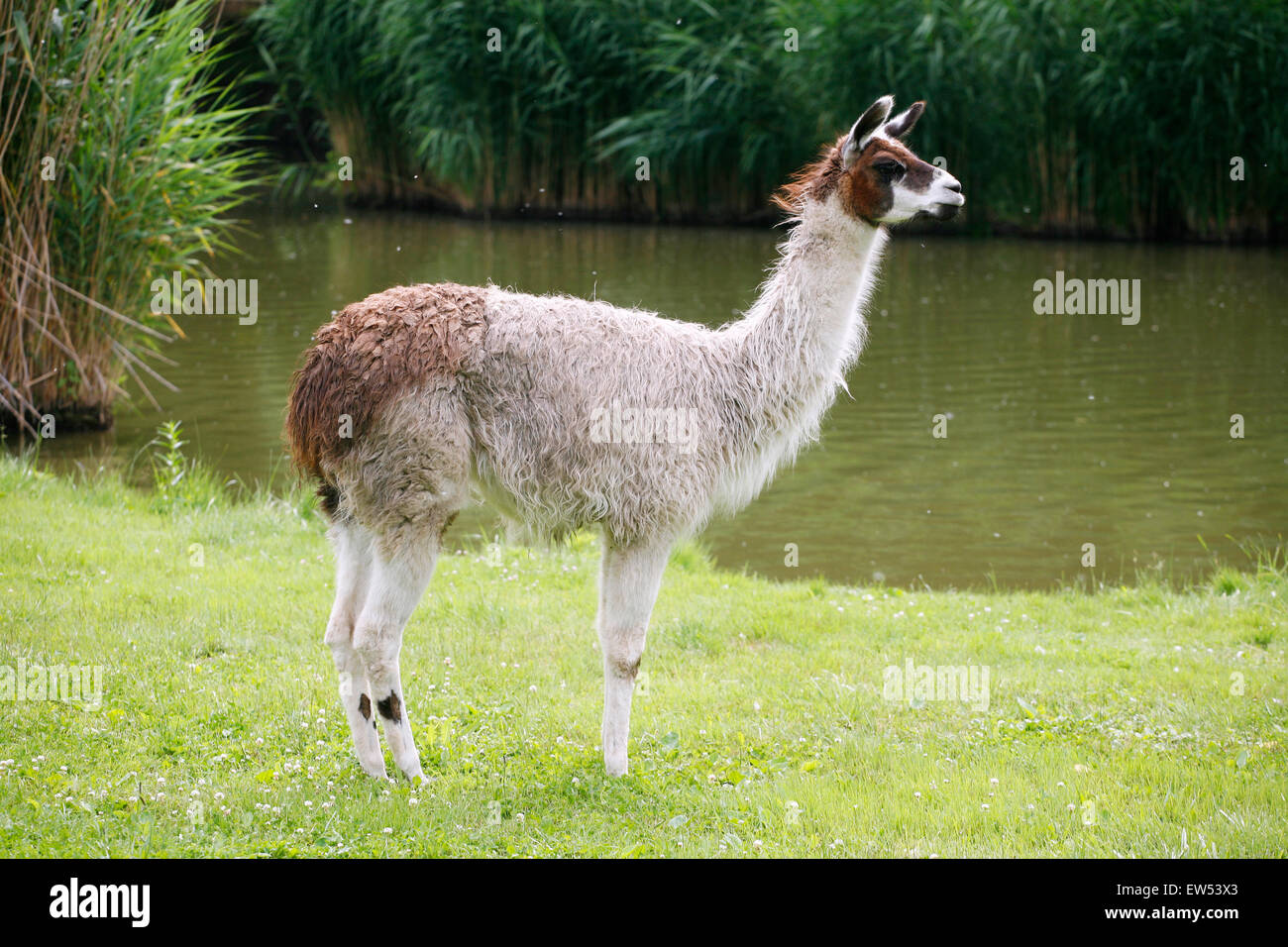 Side view portrait of a young llama Stock Photo - Alamy