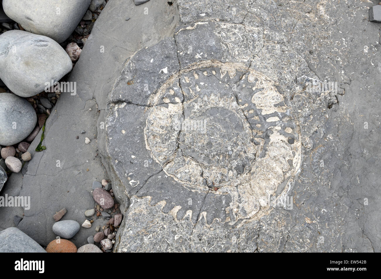 Fossiles hi-res stock photography and images - Alamy