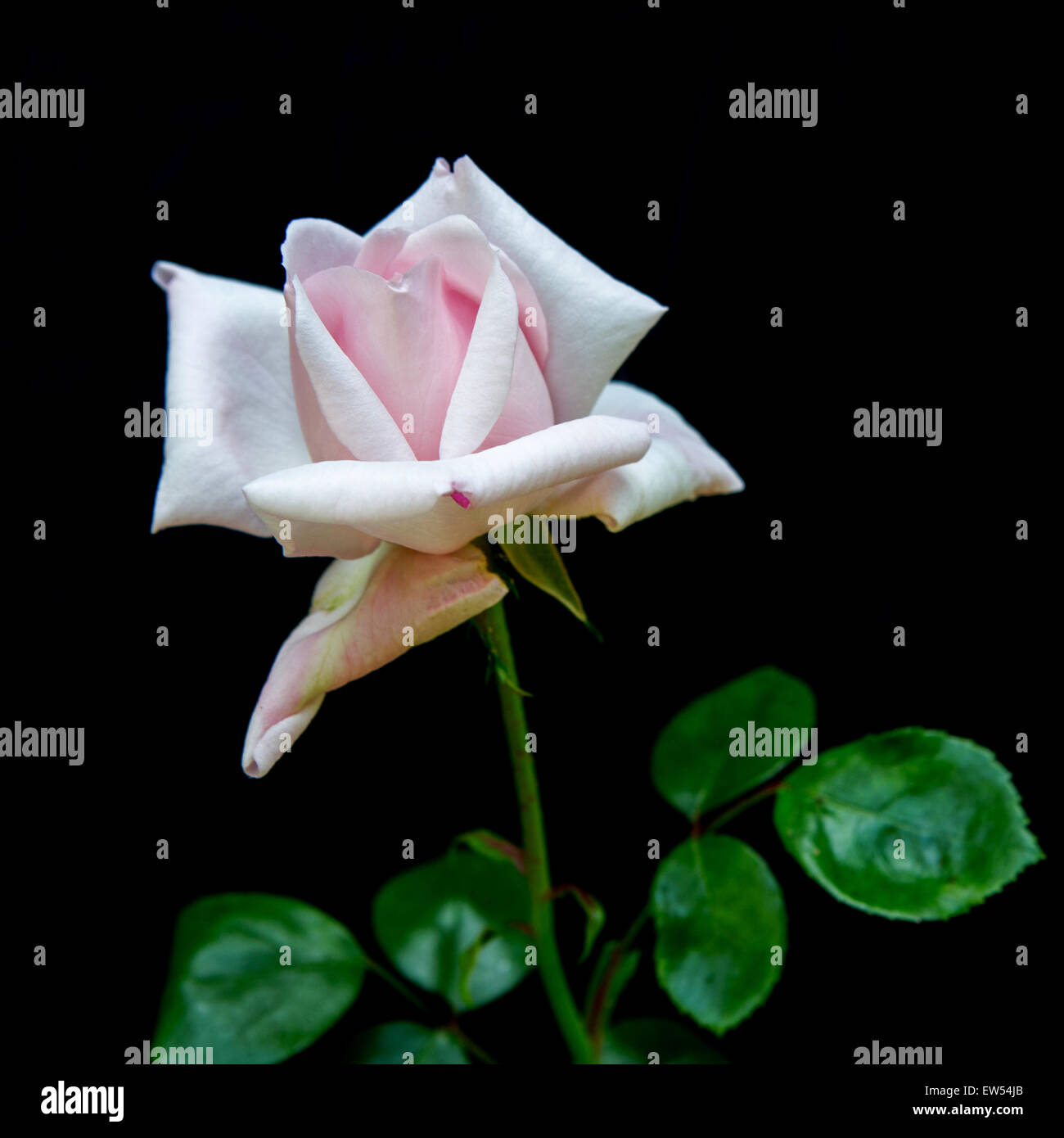 New dawn rose hi-res stock photography and images - Alamy