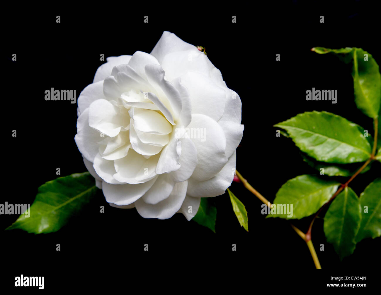 Iceburg rose hi-res stock photography and images - Alamy