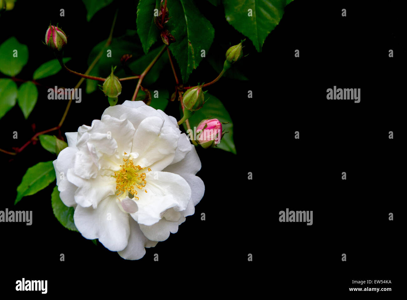 Portrait of the beautiful Adelaide D'Orleans Rose growing in a country ...