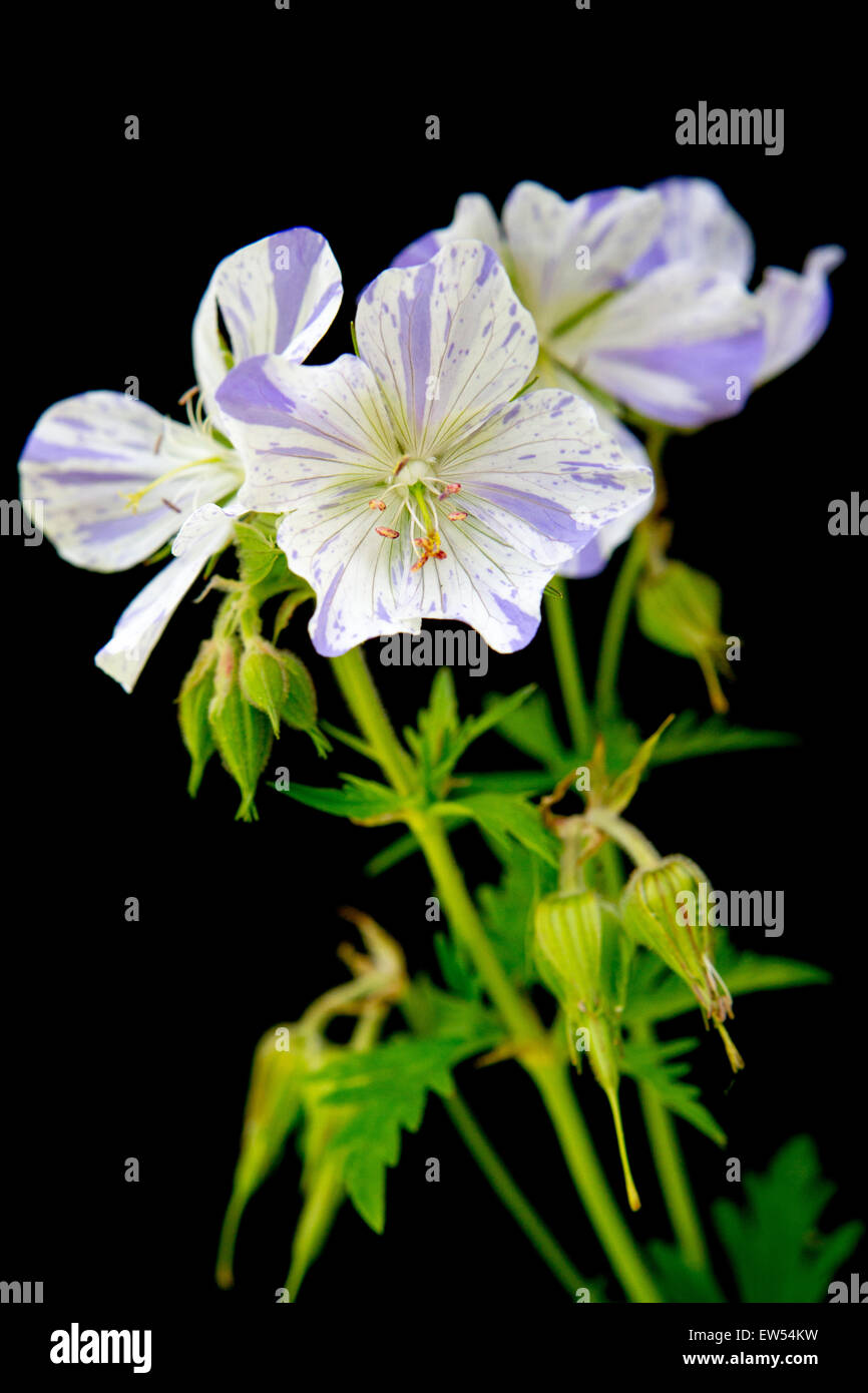 Portrait of the pretty Summer flowering Geranium Blue-Splash growing in ...