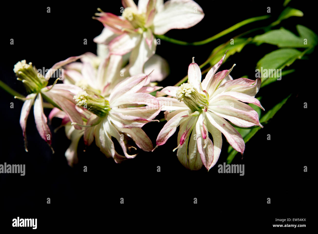 Portrait of the pretty Spring flowering Montana Clematis, Marjorie ...