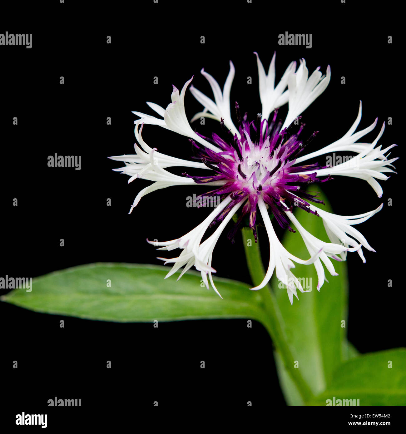 Portrait of a white Centaurea, perennial cornflower growing in a ...