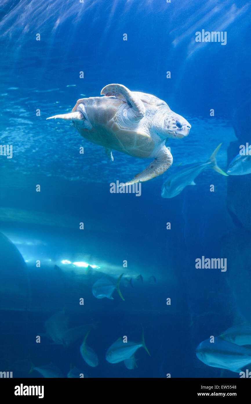 Turtle swimming in a tank Stock Photo - Alamy