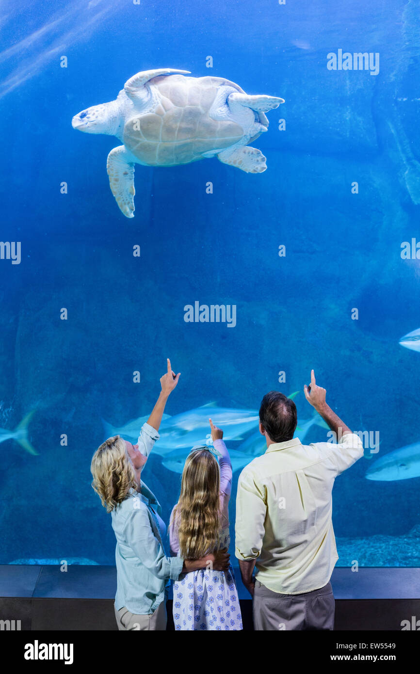 Tank turtle aquarium hi-res stock photography and images - Alamy