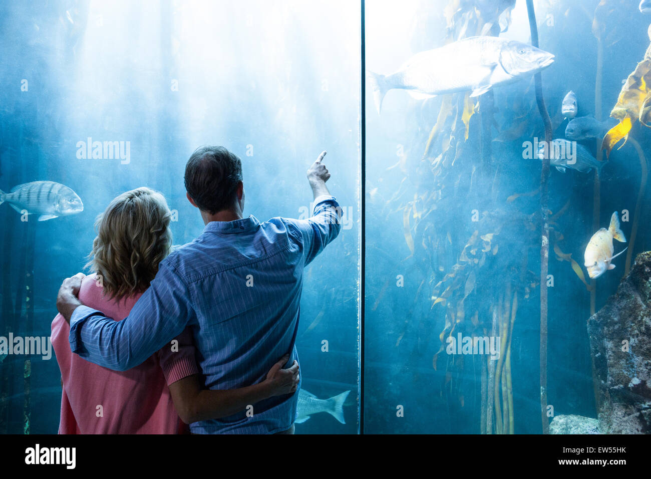 Couple looking at fish in tank Stock Photo - Alamy
