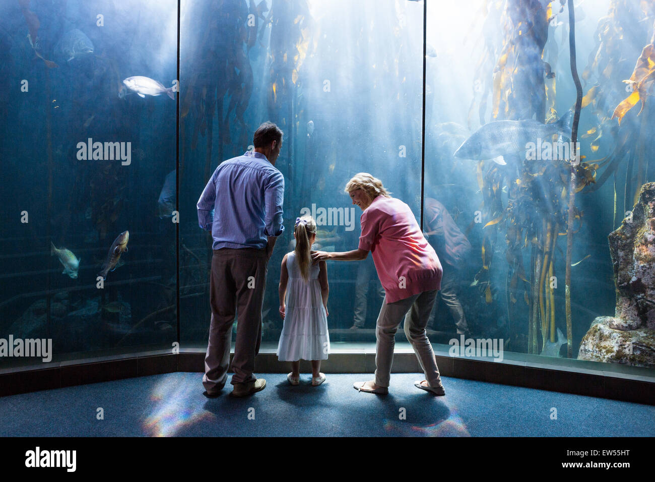 Wear view of family looking at fish tank Stock Photo - Alamy
