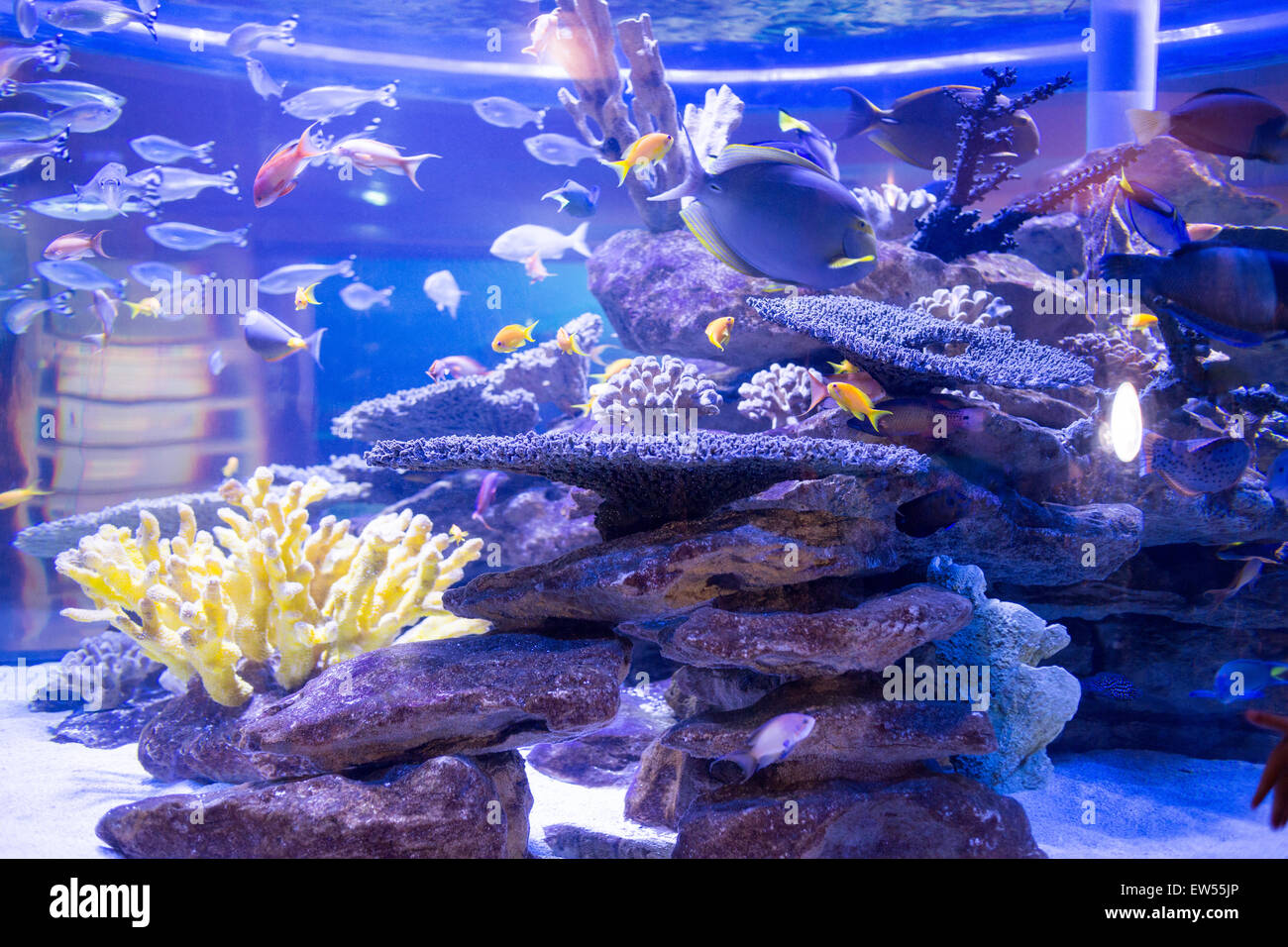 Fish in a tank swimming hi-res stock photography and images - Alamy
