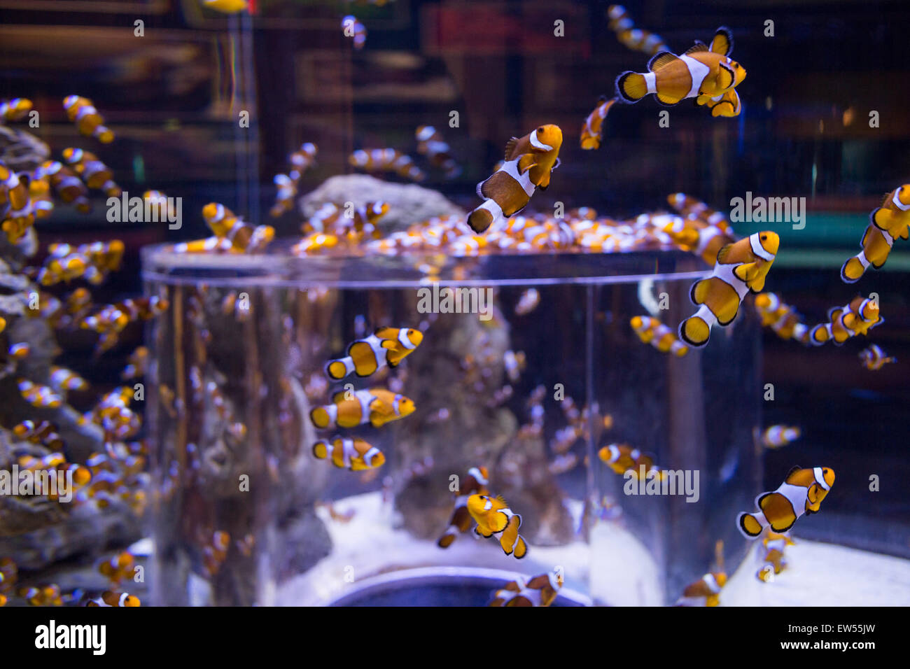 Fish aquarium swimming tank hi-res stock photography and images - Alamy