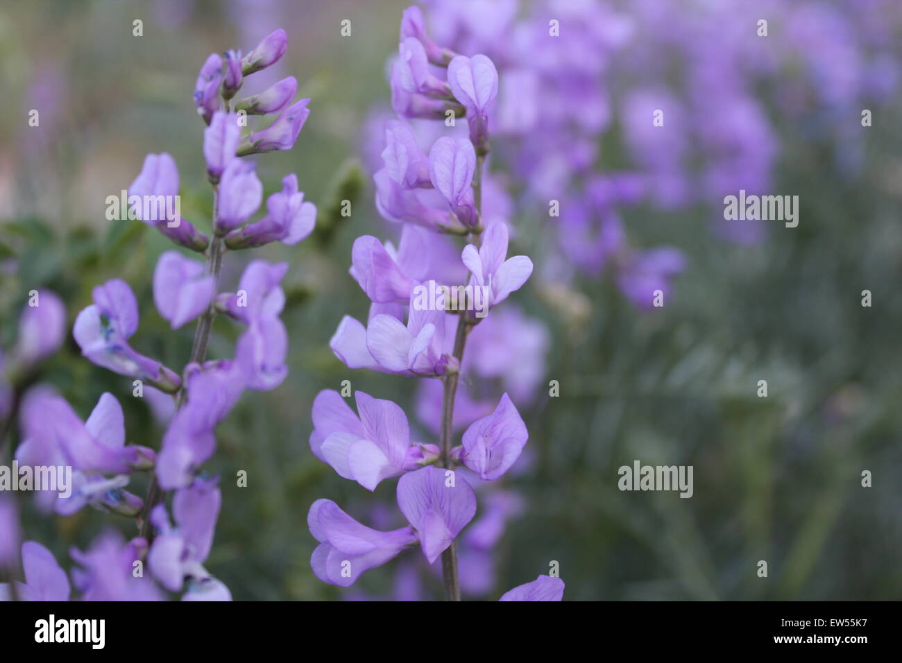 Late Spring early Summer wild flowers of Turkey. Photo taken in Goreme ...