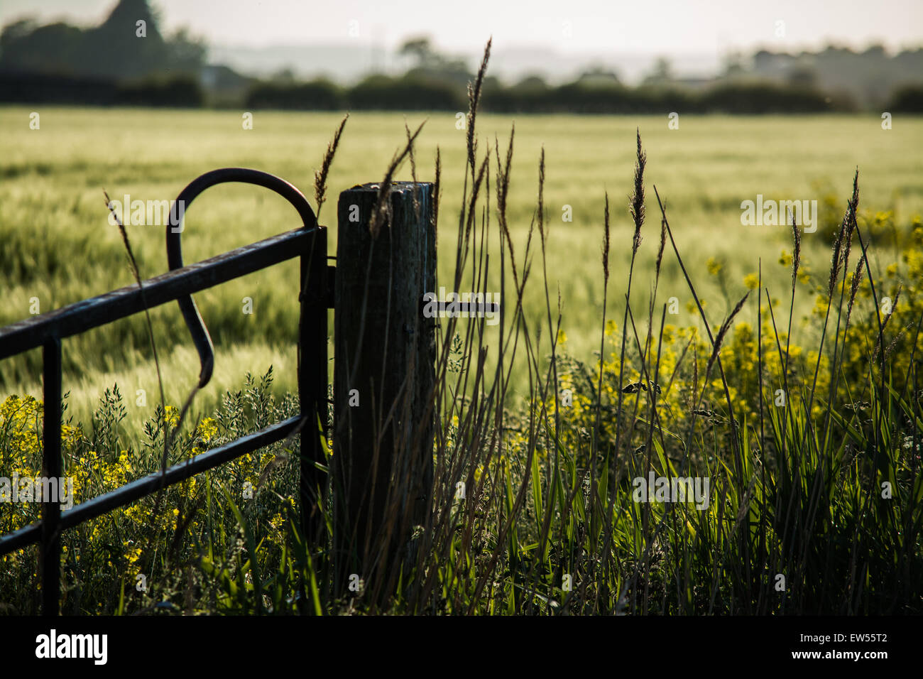 Barley field at dusk hi-res stock photography and images - Alamy