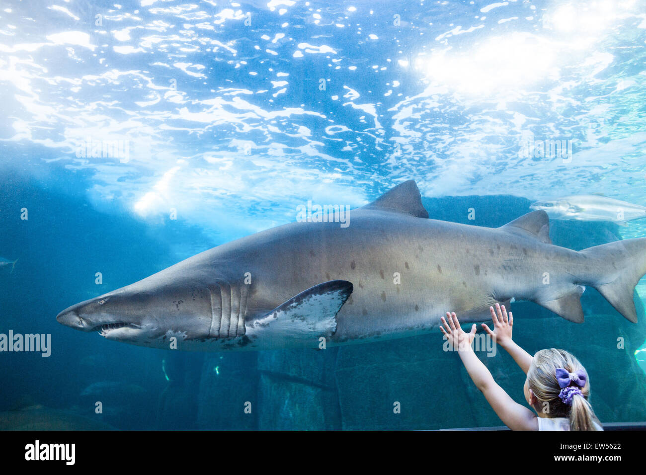 Child shark hi-res stock photography and images - Alamy