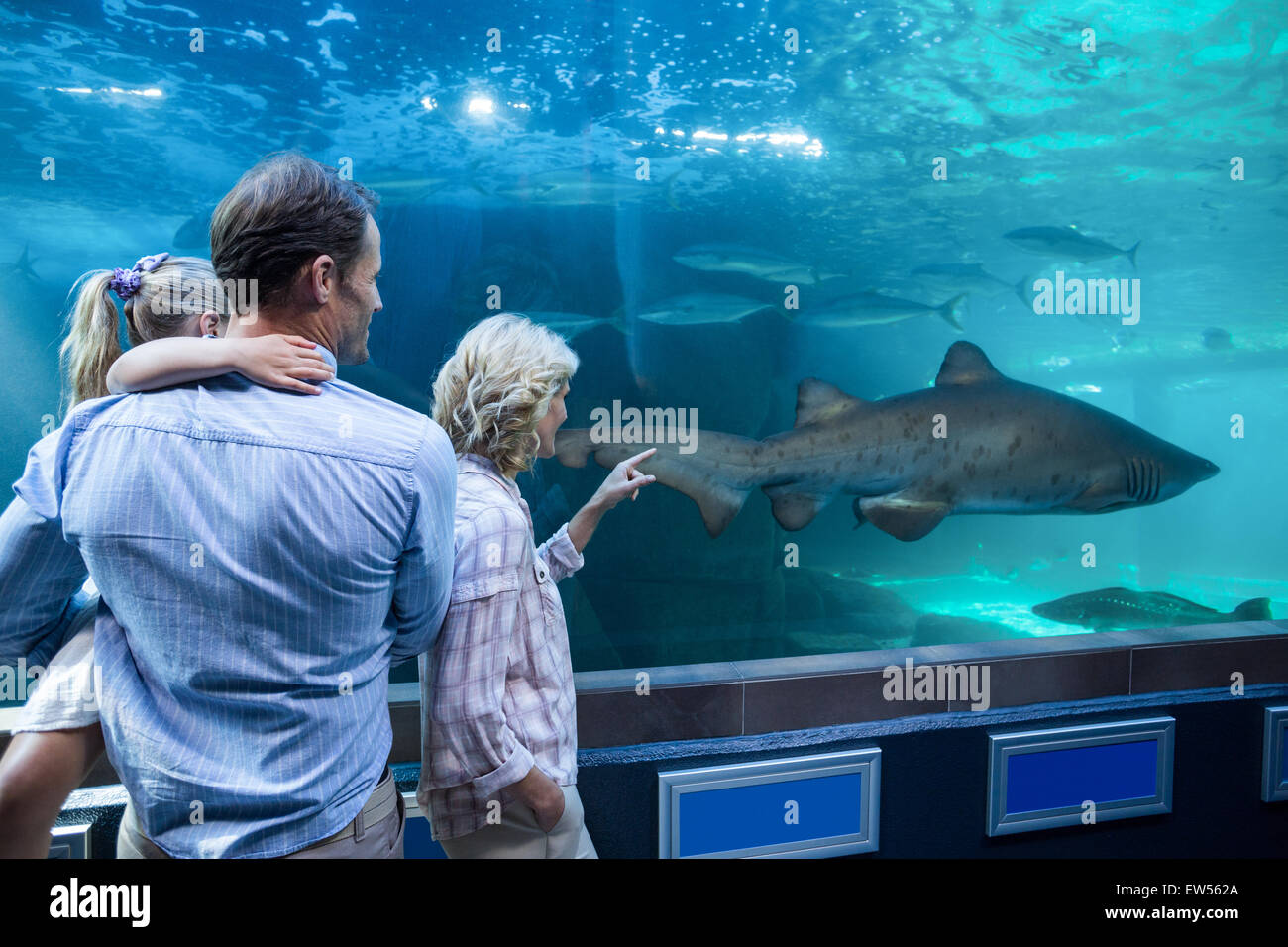 Shark in a tank hi-res stock photography and images - Alamy