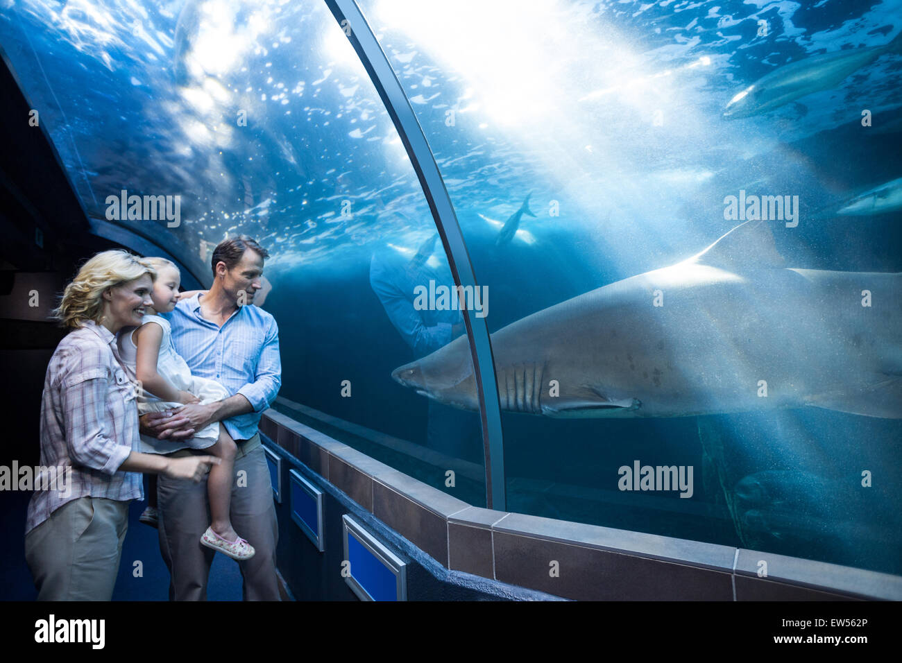 Shark in a tank hi-res stock photography and images - Alamy