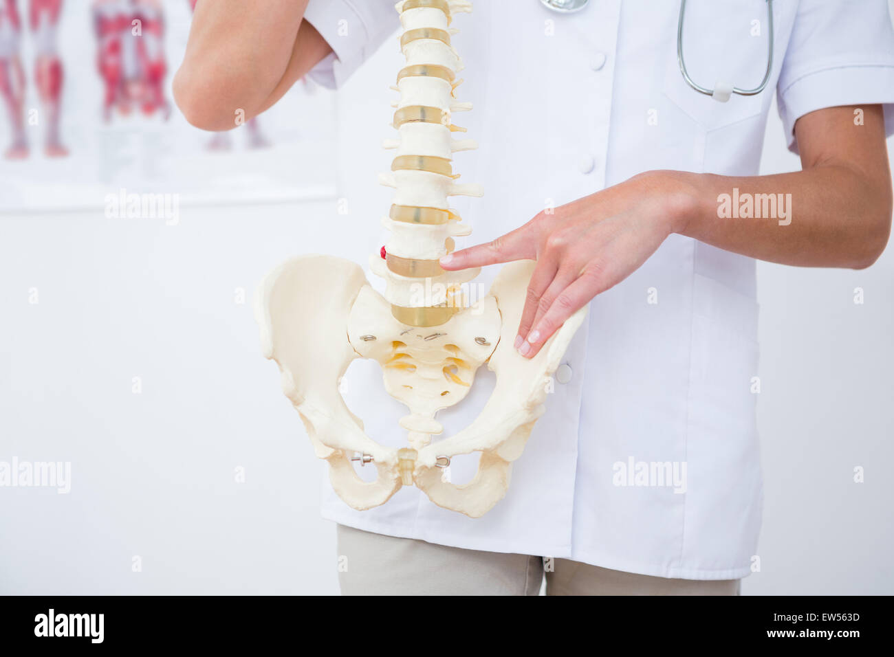 Doctor showing anatomical spine Stock Photo - Alamy