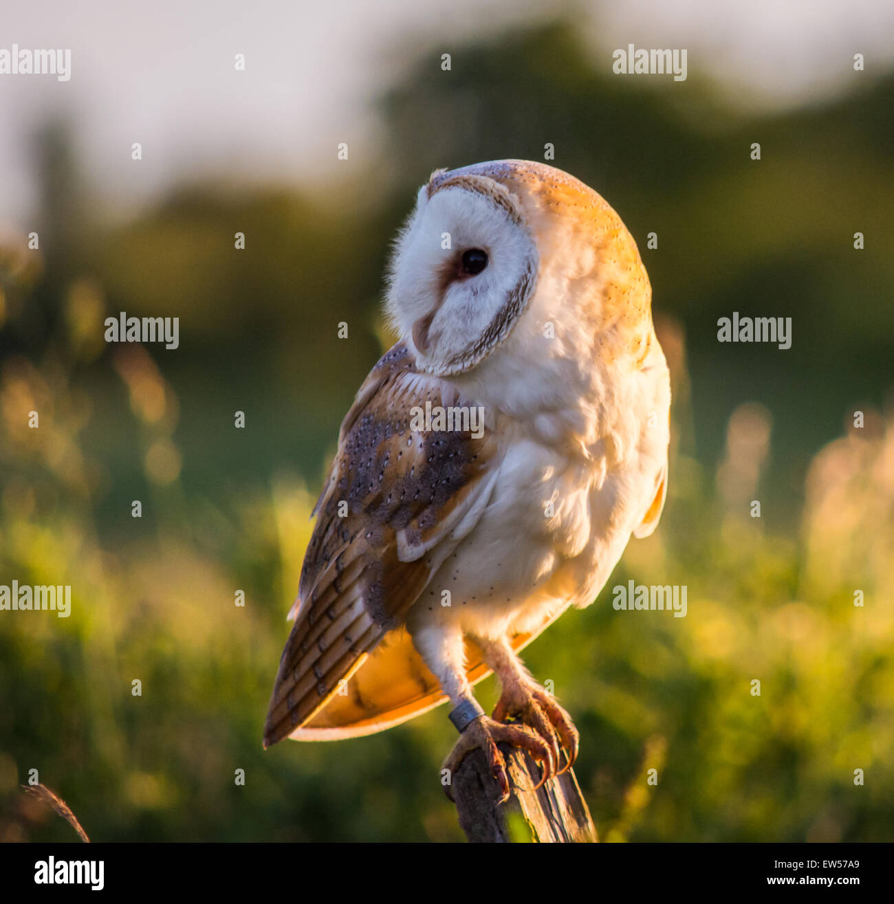 Owl field hi-res stock photography and images - Alamy