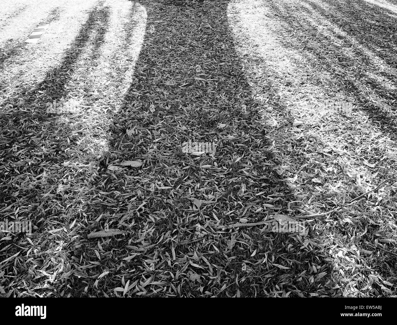 Grass and shadows Black and White Stock Photos & Images - Alamy