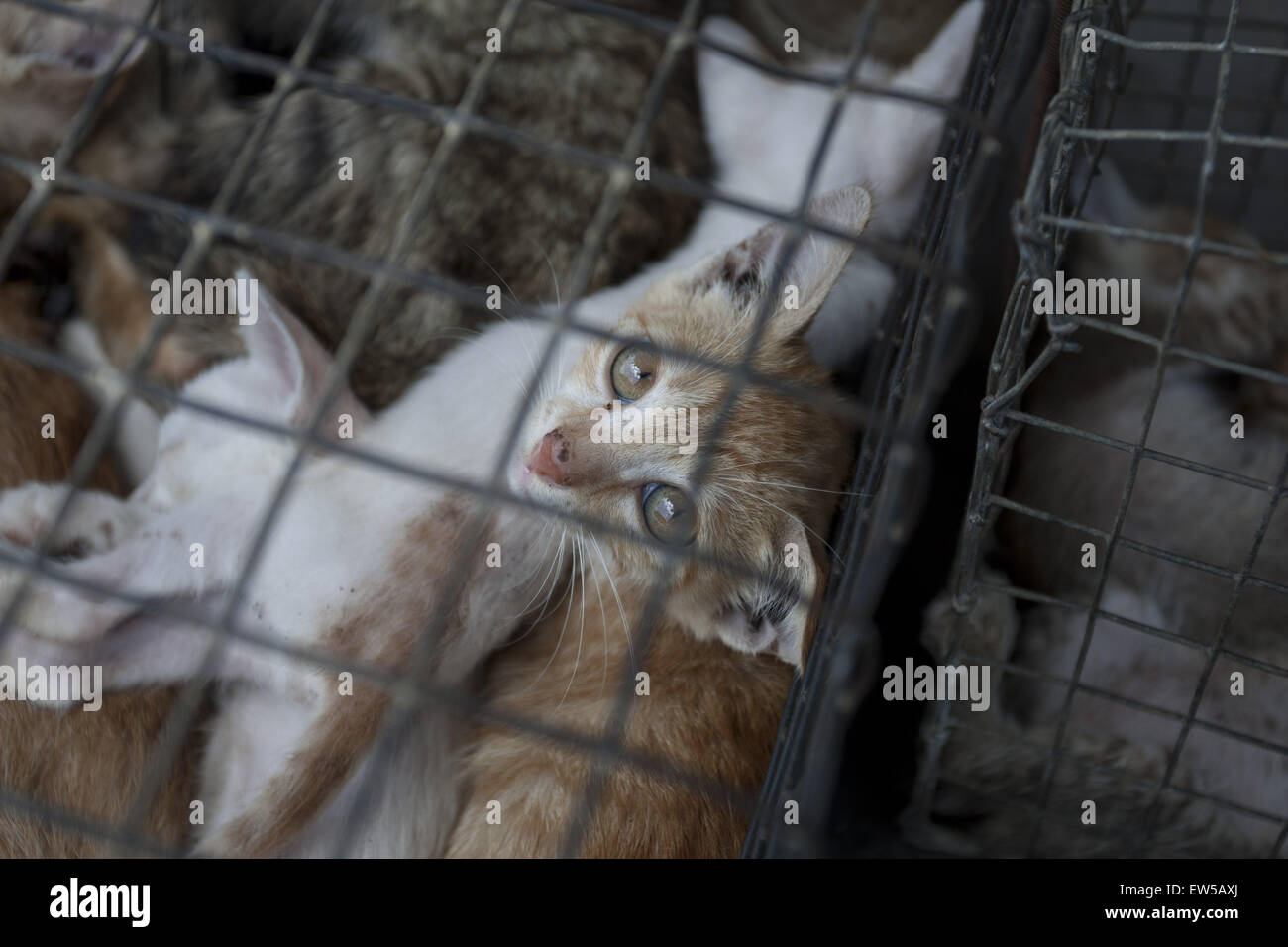 Slaughtered dog hi-res stock photography and images - Alamy