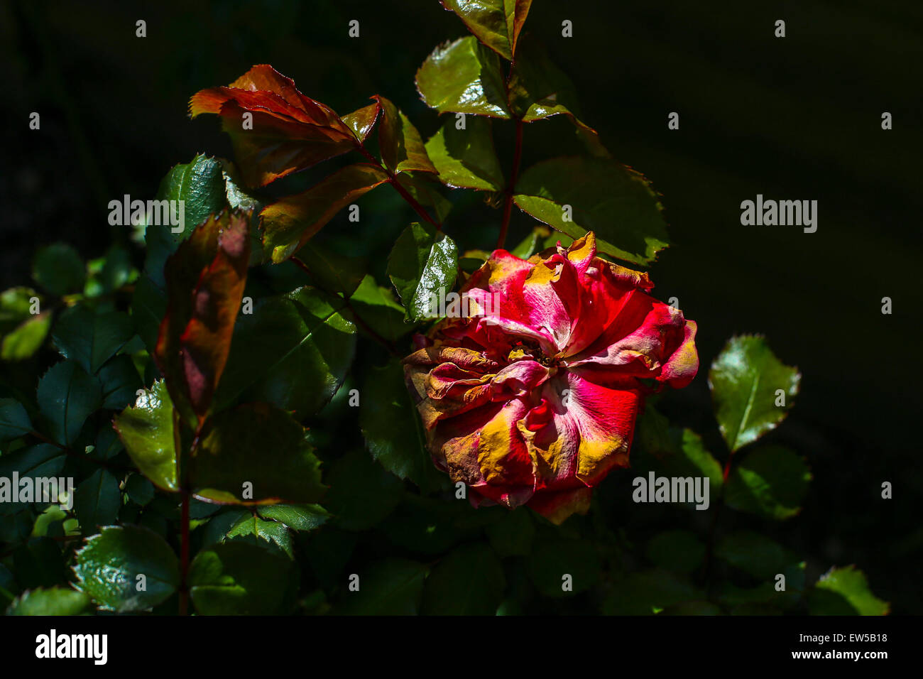 A decaying Rose Stock Photo - Alamy