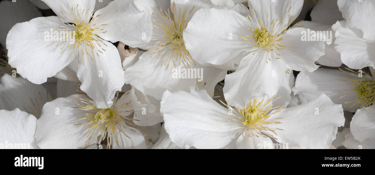 Clematis buds hi-res stock photography and images - Alamy