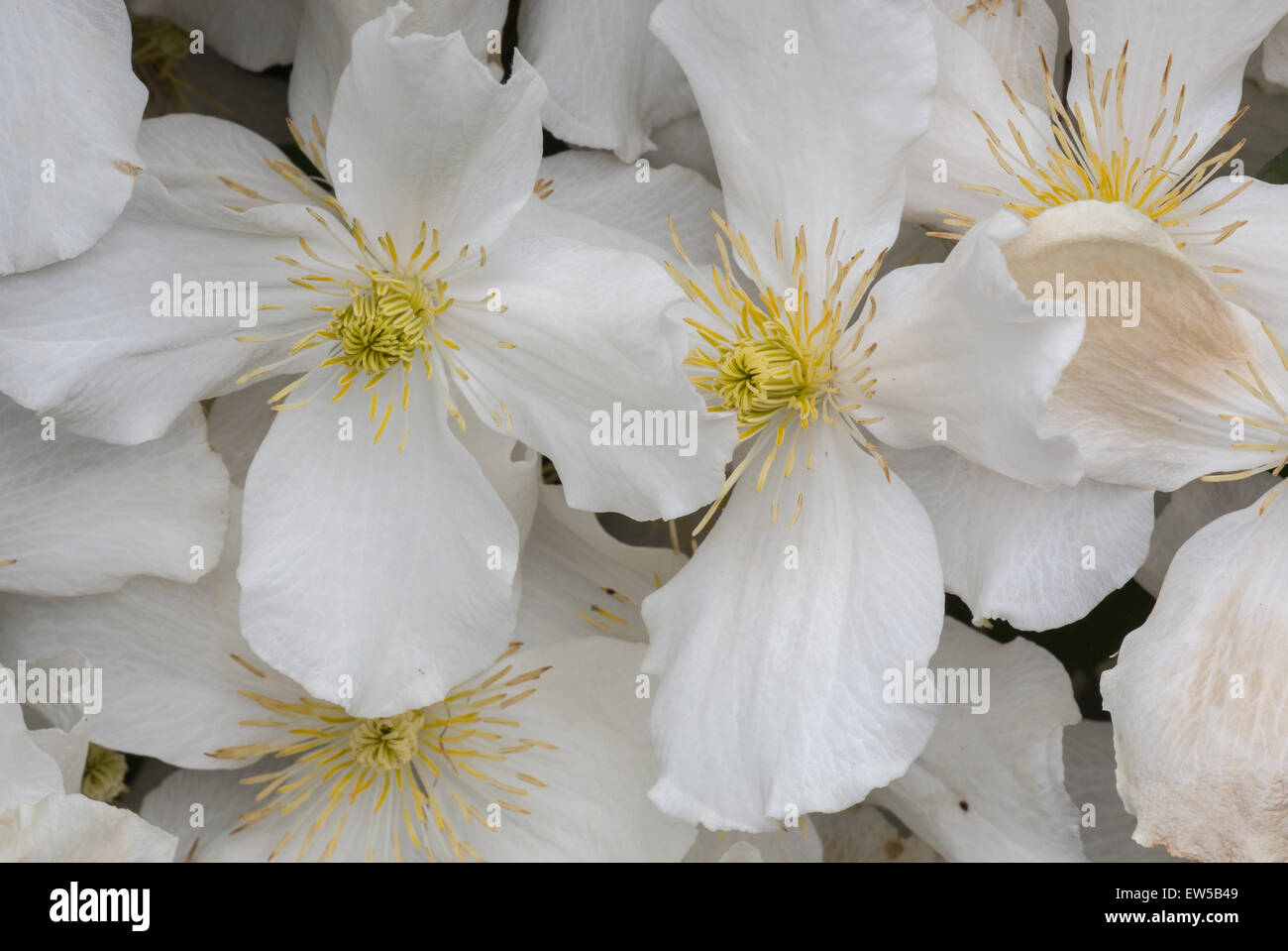 Clematis buds hi-res stock photography and images - Alamy