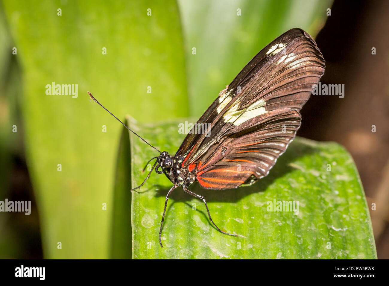 Butterfly's In Butterfly Farm In Stratford Stock Photo - Alamy