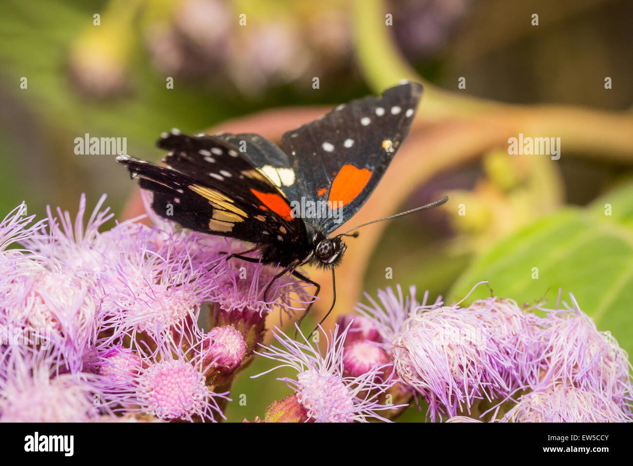 Butterfly's In Butterfly Farm In Stratford Stock Photo - Alamy