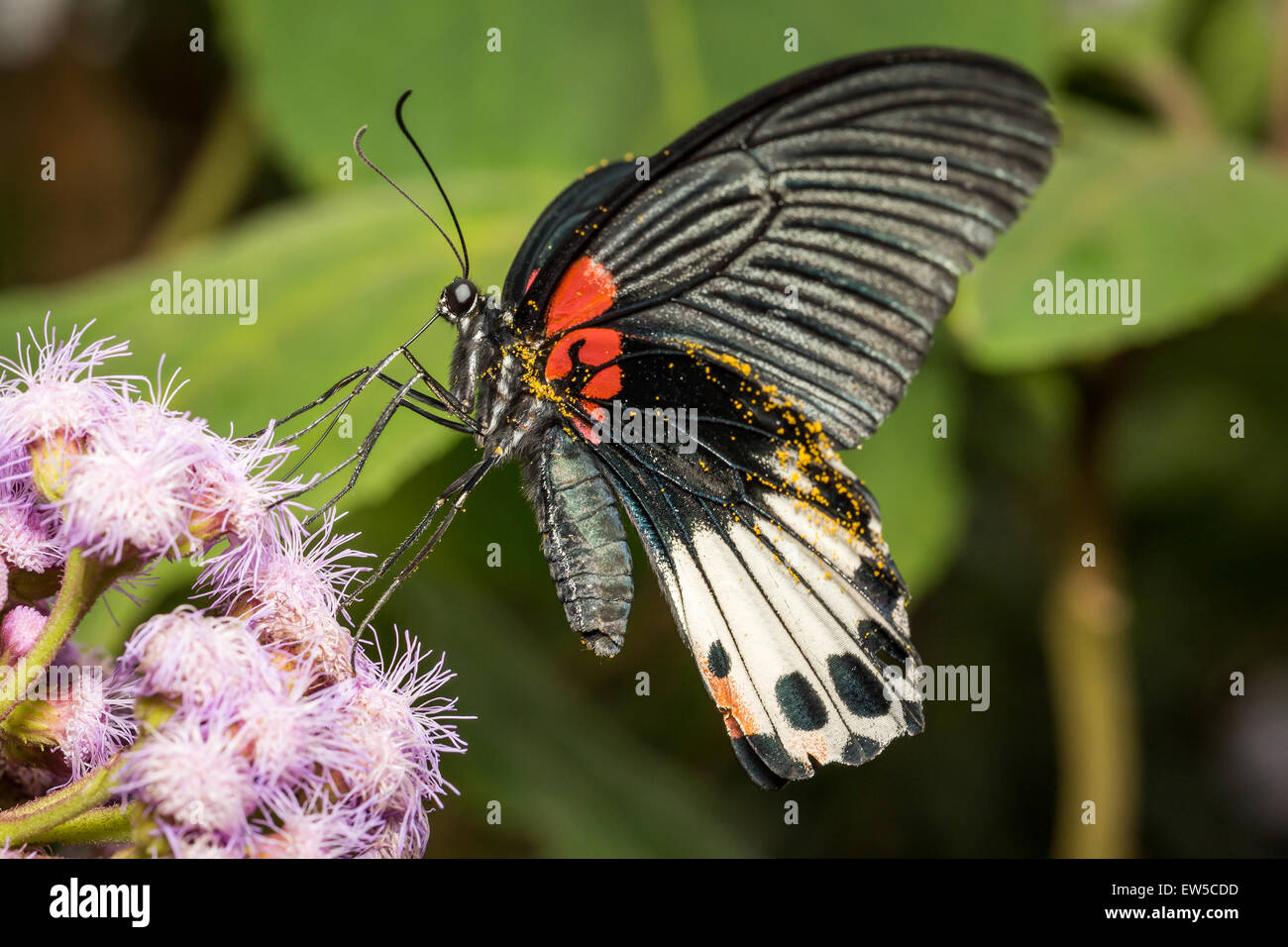 Butterfly's In Butterfly Farm In Stratford Stock Photo - Alamy