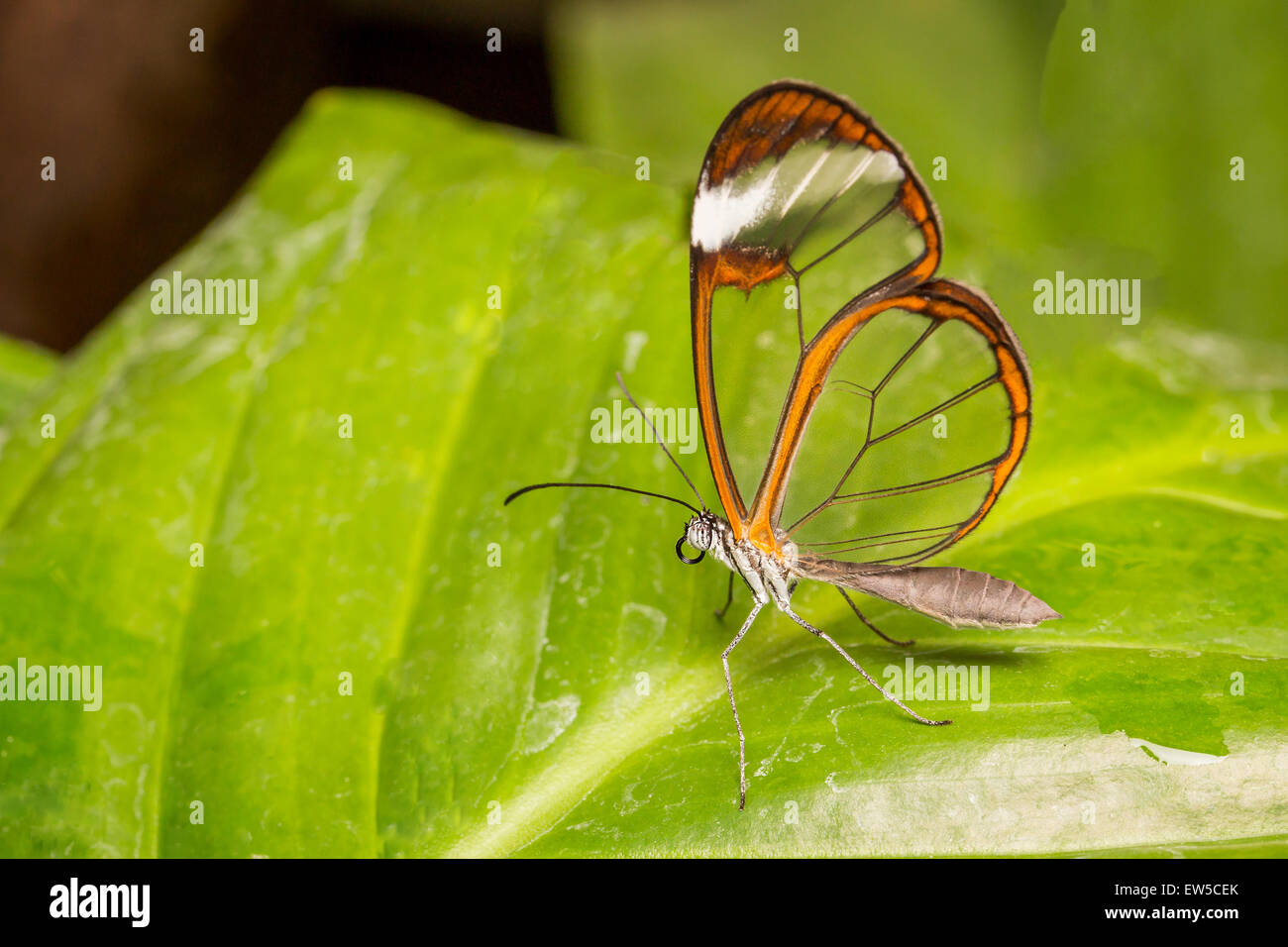 Butterfly's In Butterfly Farm In Stratford Stock Photo - Alamy