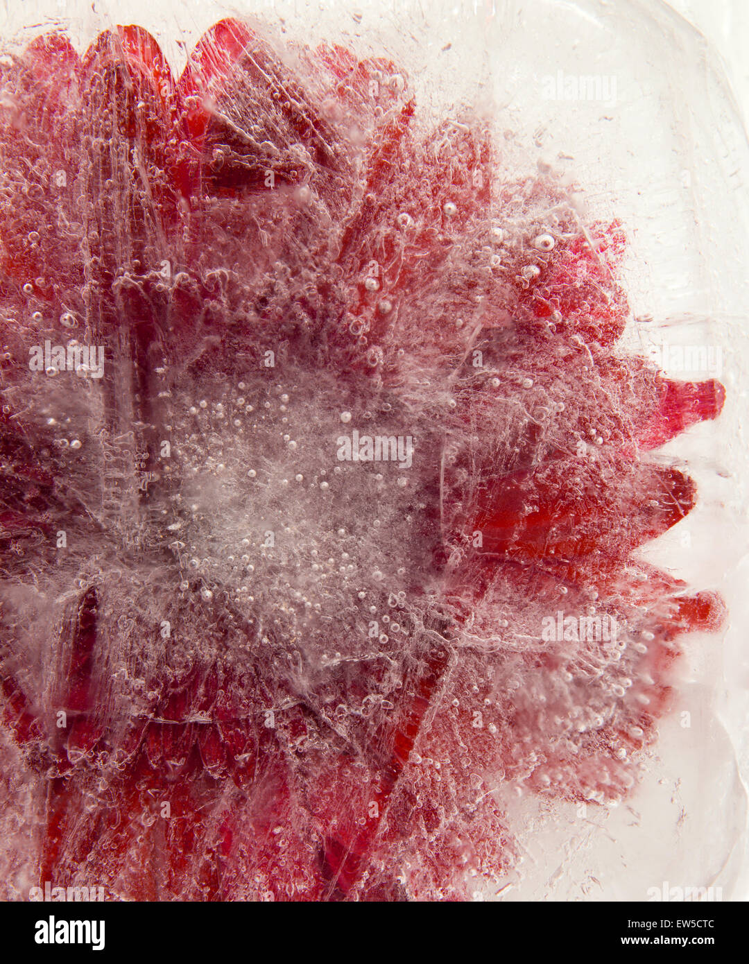 frozen flora - red gerbera flower frozen into a block of ice Stock ...