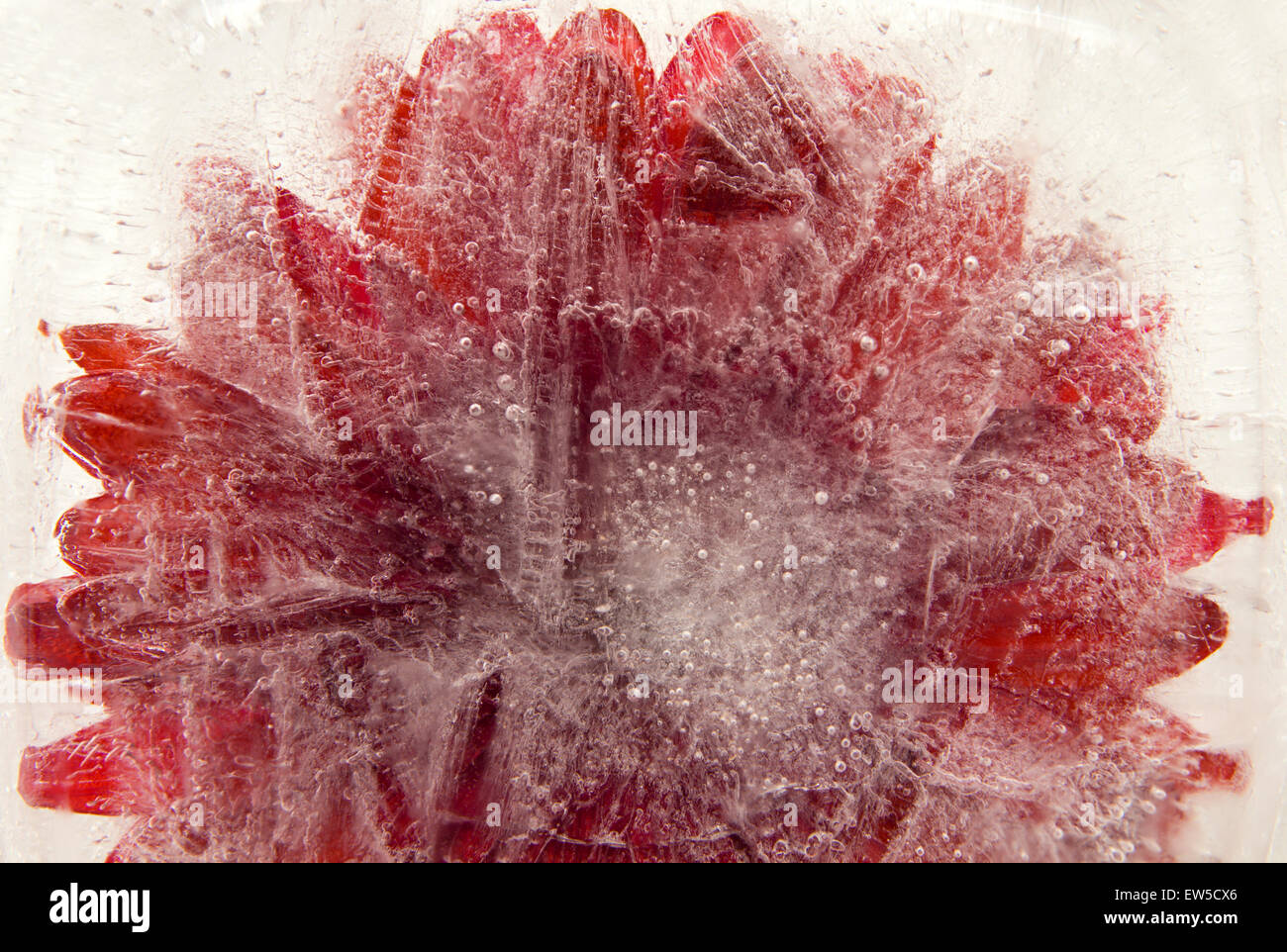 frozen flora - red gerbera flower frozen into a block of ice Stock ...