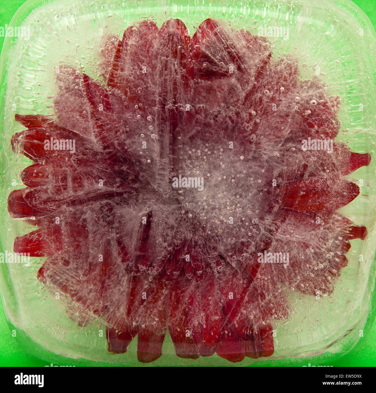 frozen flora - red gerbera flower frozen into a block of ice Stock ...