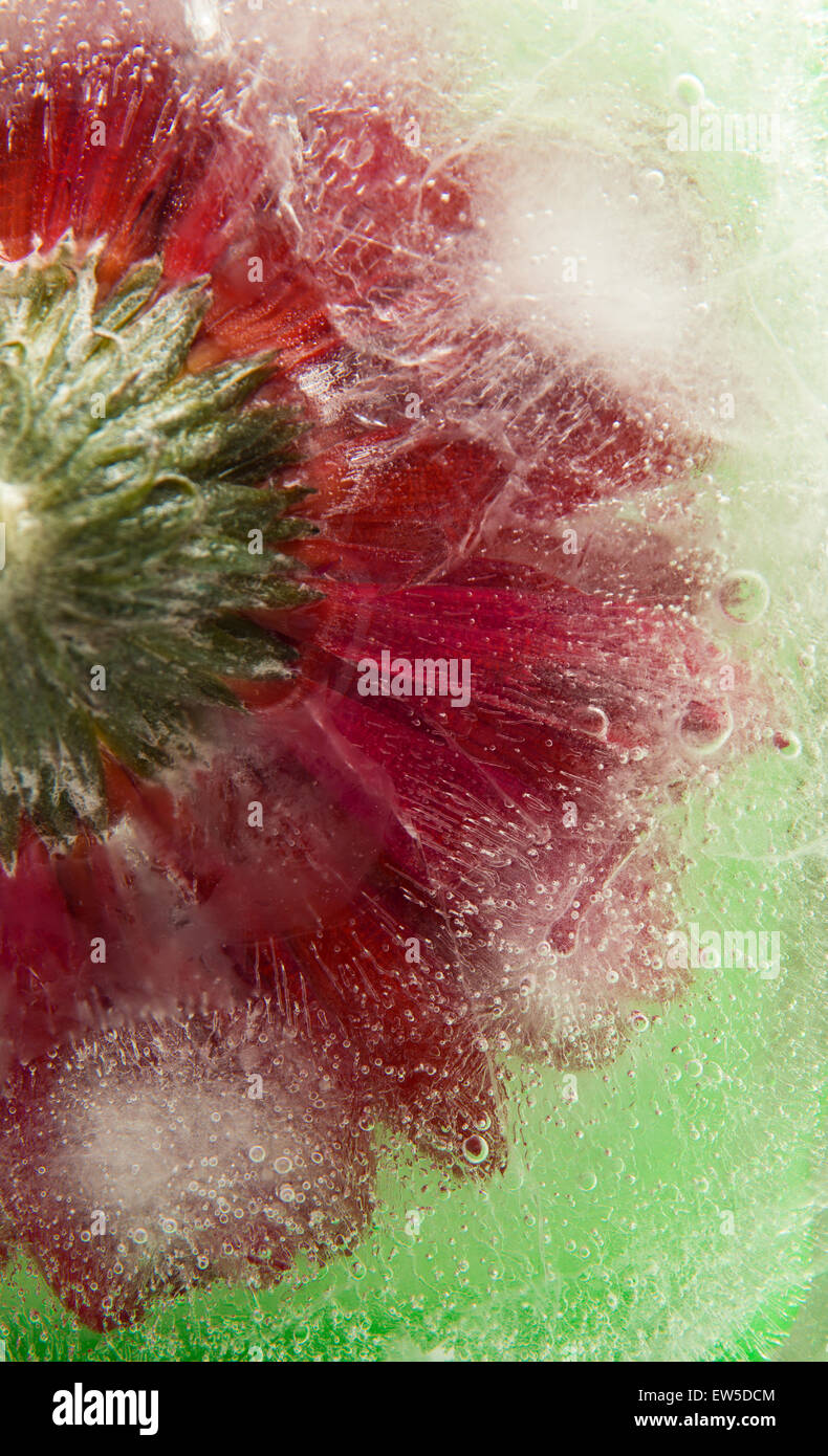 frozen flora - red gerbera flower frozen into a block of ice Stock ...