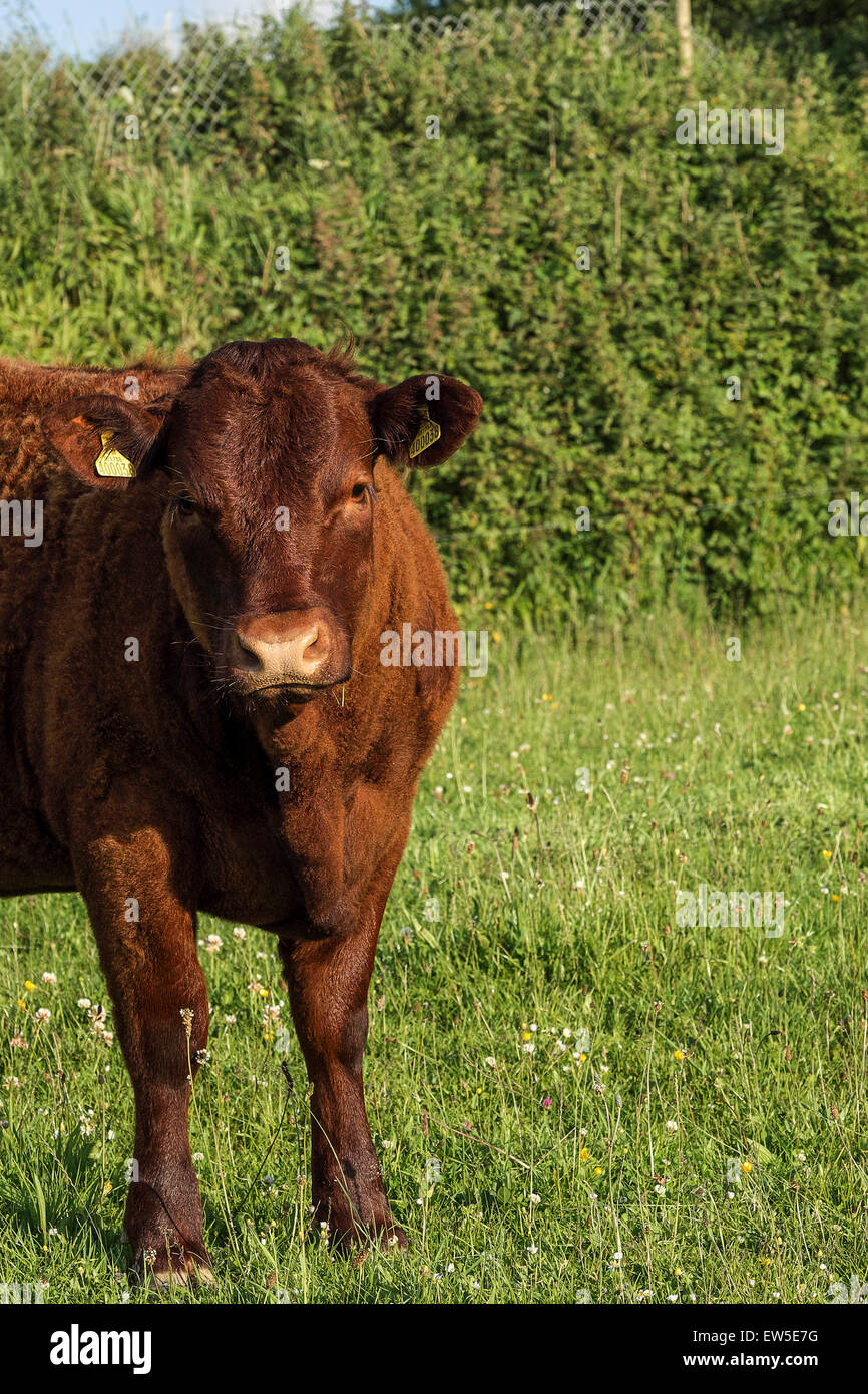 Ruby red cattle hi-res stock photography and images - Alamy