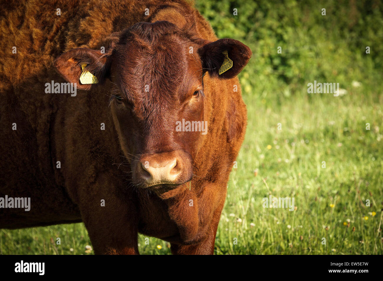 Ancient cattle breed hi-res stock photography and images - Alamy