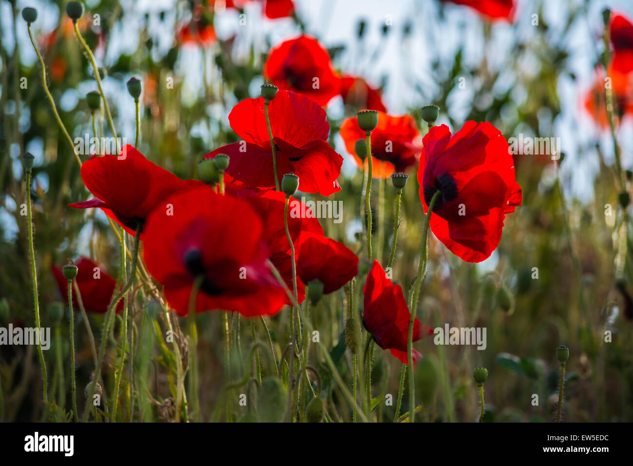 Poppies and wild flowers hi-res stock photography and images - Alamy