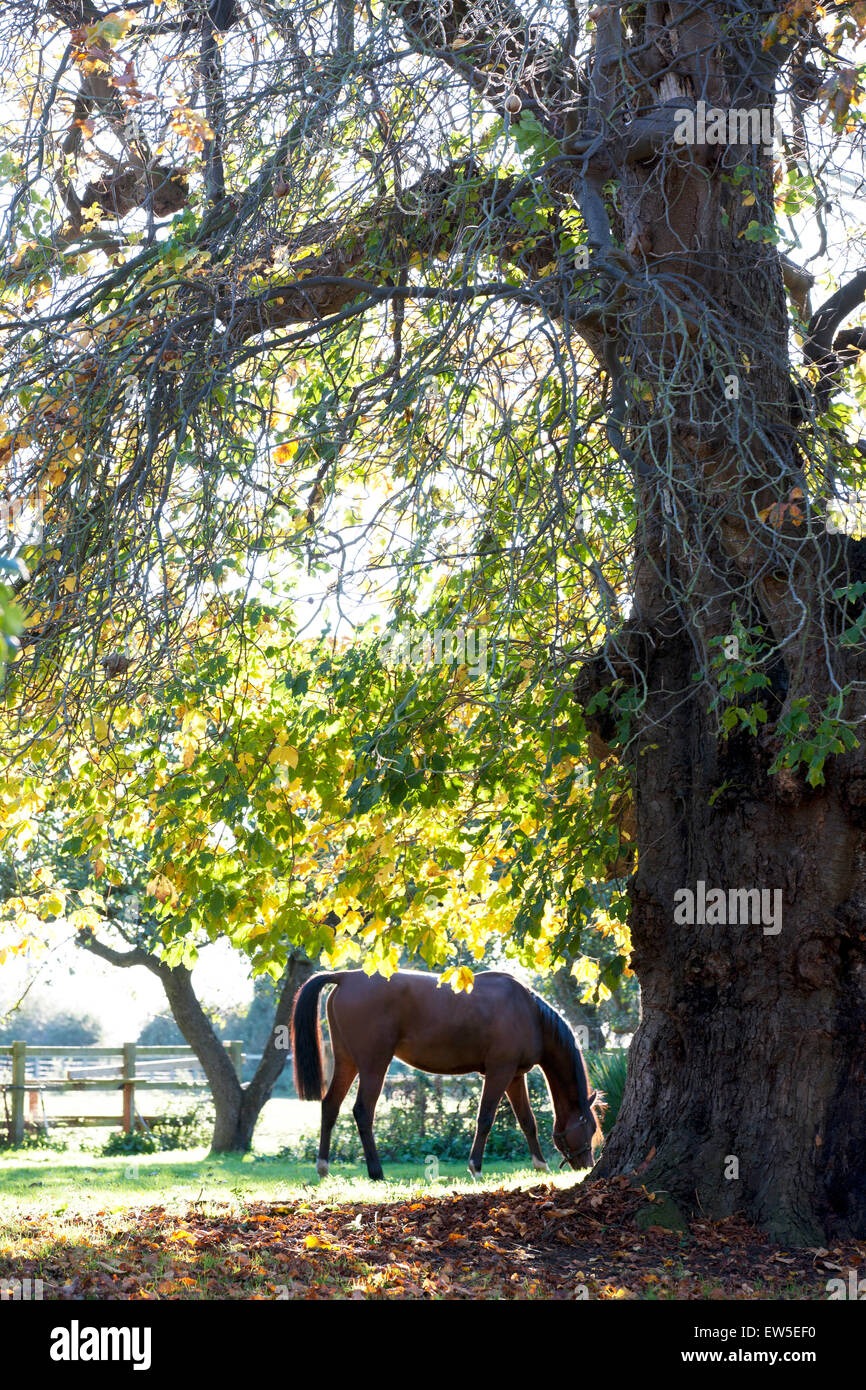 Horse standing under tree hi-res stock photography and images - Alamy