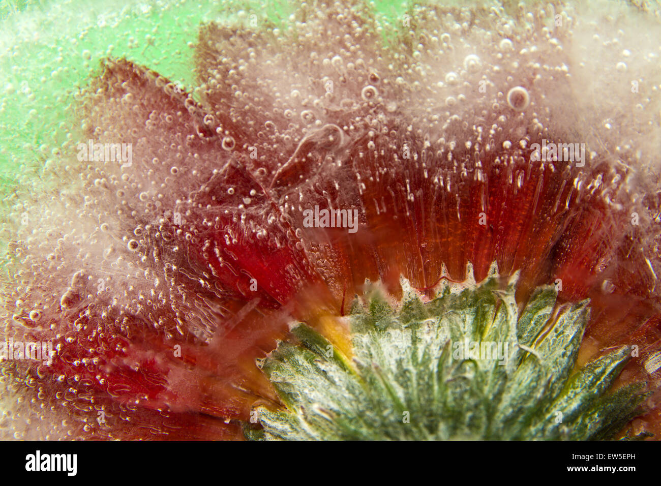 frozen flora - red gerbera flower frozen into a block of ice Stock ...
